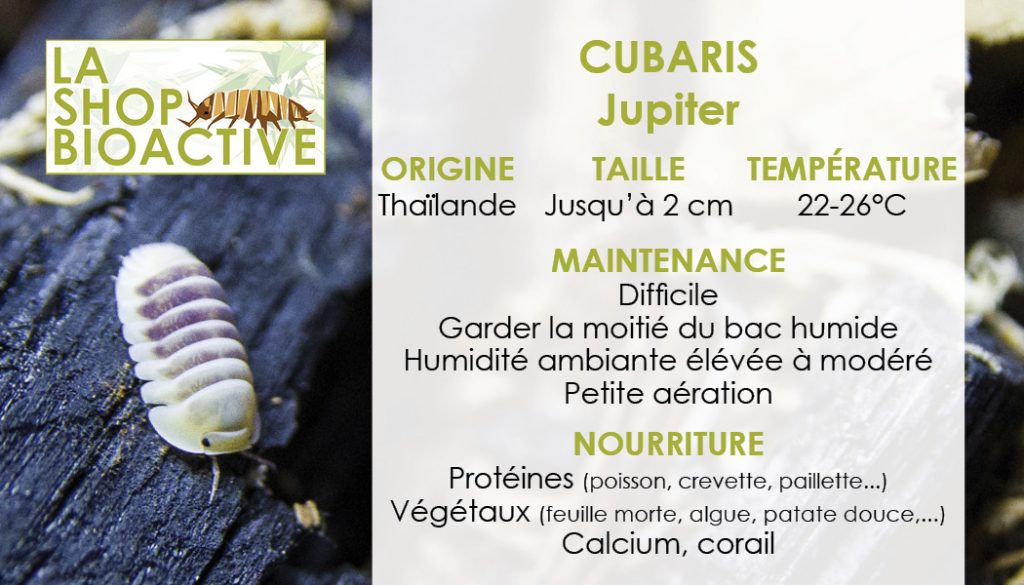 Cubaris Jupiter x10 – La shop bioactive