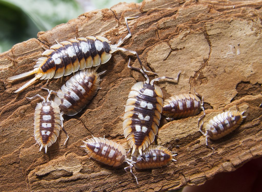 Porcellio Expansus Orange x12 – La shop bioactive
