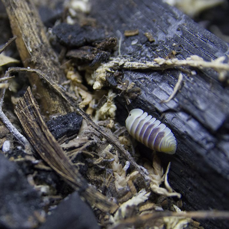 Cubaris Jupiter x10 – La shop bioactive